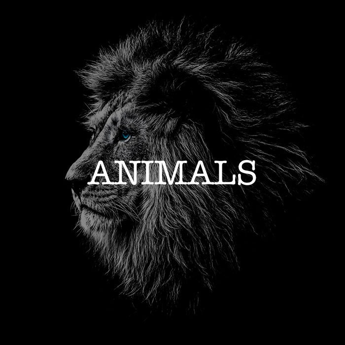 Martin Garrix Animals Wallpaper