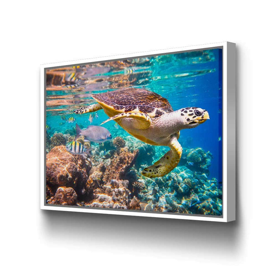 Turtle Wall Art – Canvas Freaks
